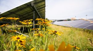 Federally Funded Study Outlines Best Practices for Managing Solar Farm ...
